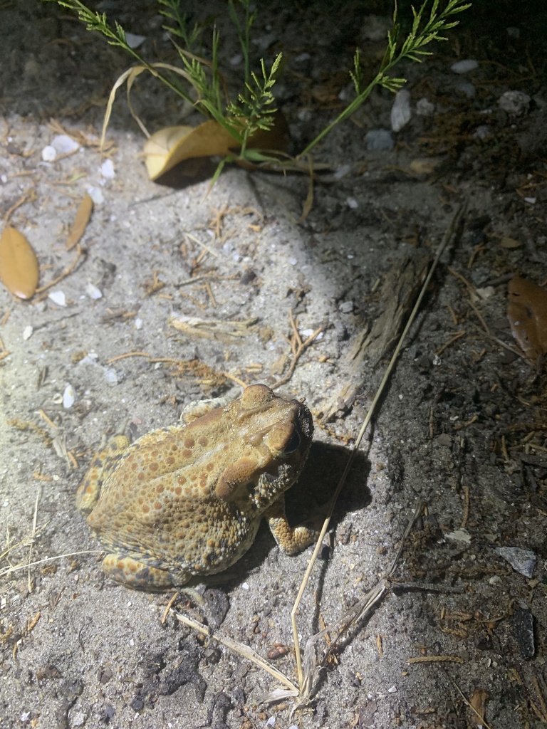 Southern Toad from Stede Bonnet Wynd, Bald Head Island, NC, US on April ...