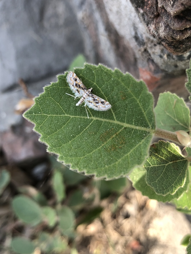 Hydrilla Leafcutter Moth from Udham Singh Nagar, IN-UT, IN on April 29 ...