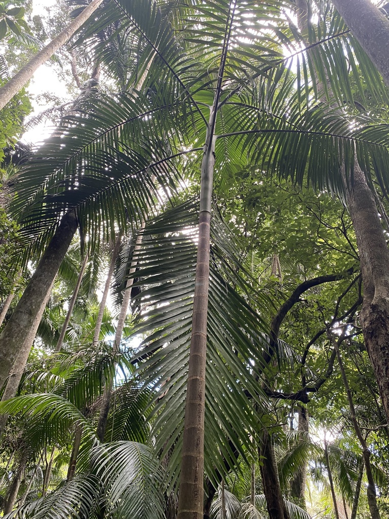 Piccabeen Palm from Jorama Curtis Falls Tk, Tamborine Mountain, QLD, AU ...