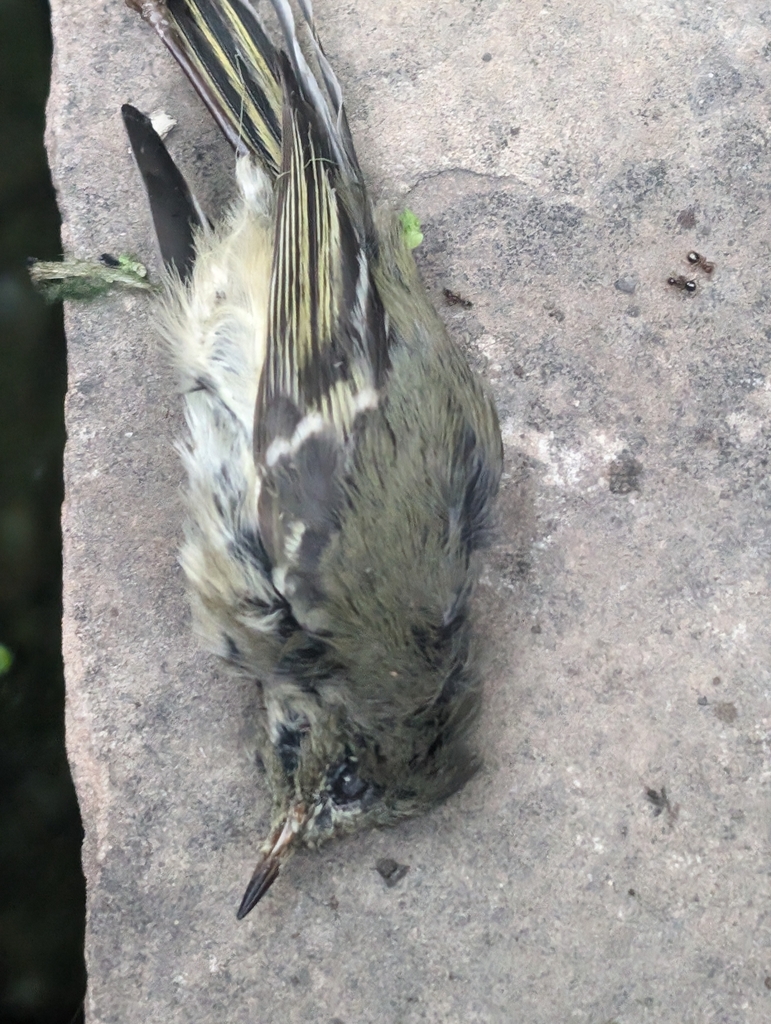 Birds from South Berkeley, Berkeley, CA, USA on April 30, 2024 at 07:32 ...