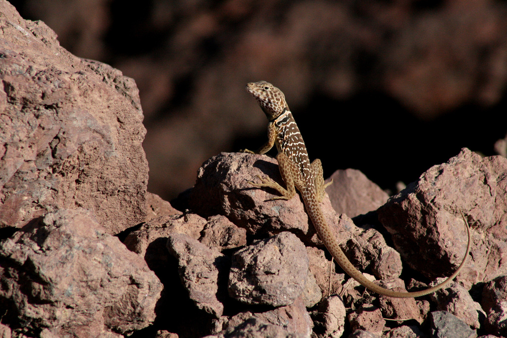 Baja California Collared Lizard from San Felipe, Baja California on ...