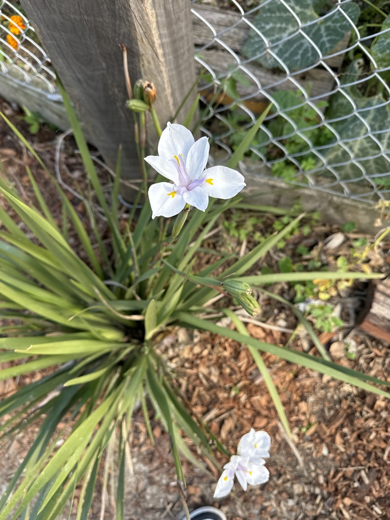 Large Fortnight Lily from CERES, Brunswick East, VIC, AU on May 1, 2024 ...
