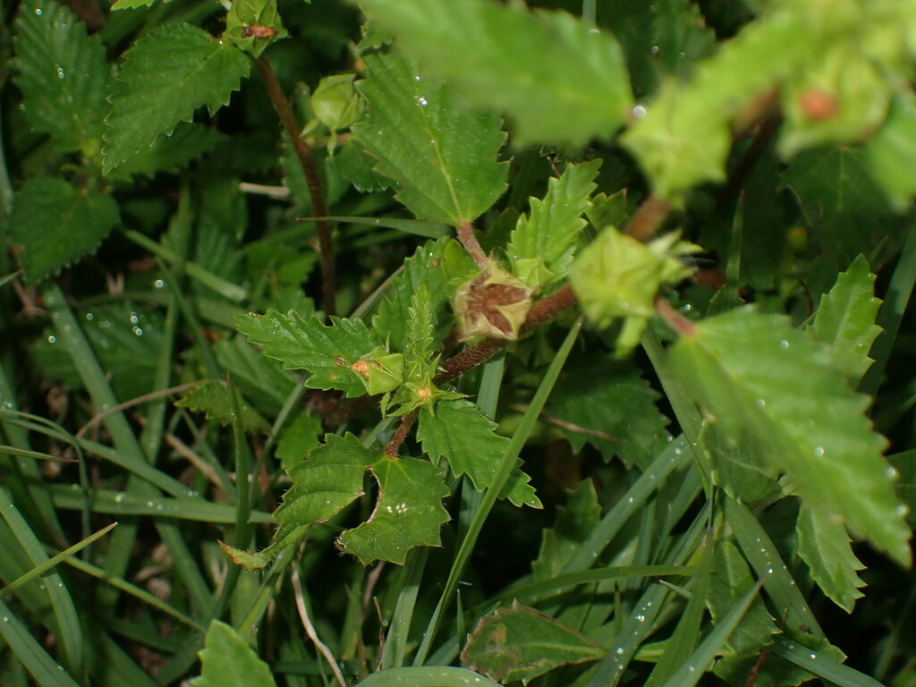 three-lobe false mallow from Brazos Bend State Park, 21901 Farm to ...