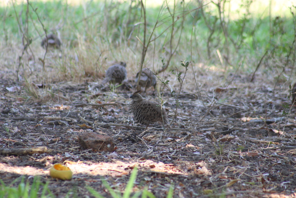 Banded Quail from San Lucas, Mich., MX on April 27, 2024 at 11:42 AM by ...