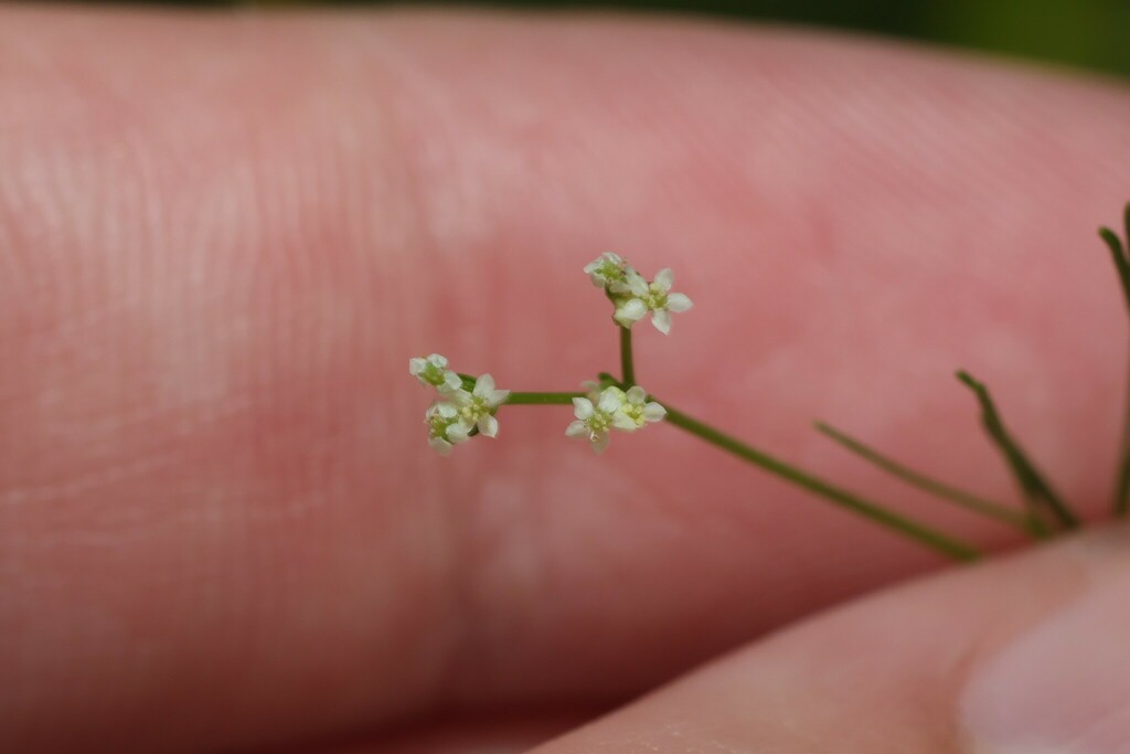 Apioideae from Travis County, TX, USA on April 27, 2024 at 12:16 PM by ...