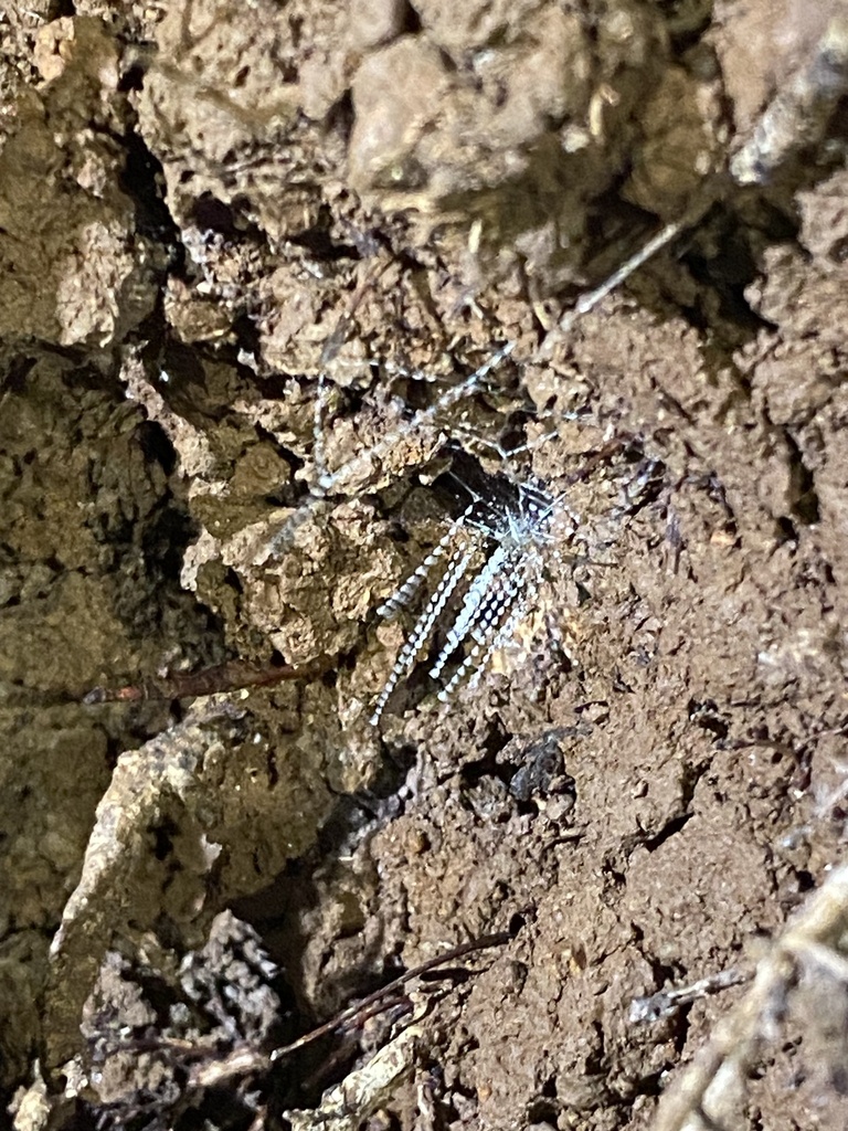Southern Queensland Glow Worm from Tamborine National Park, Tamborine ...