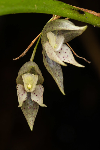 Pleurothallis pulvinaris · iNaturalist