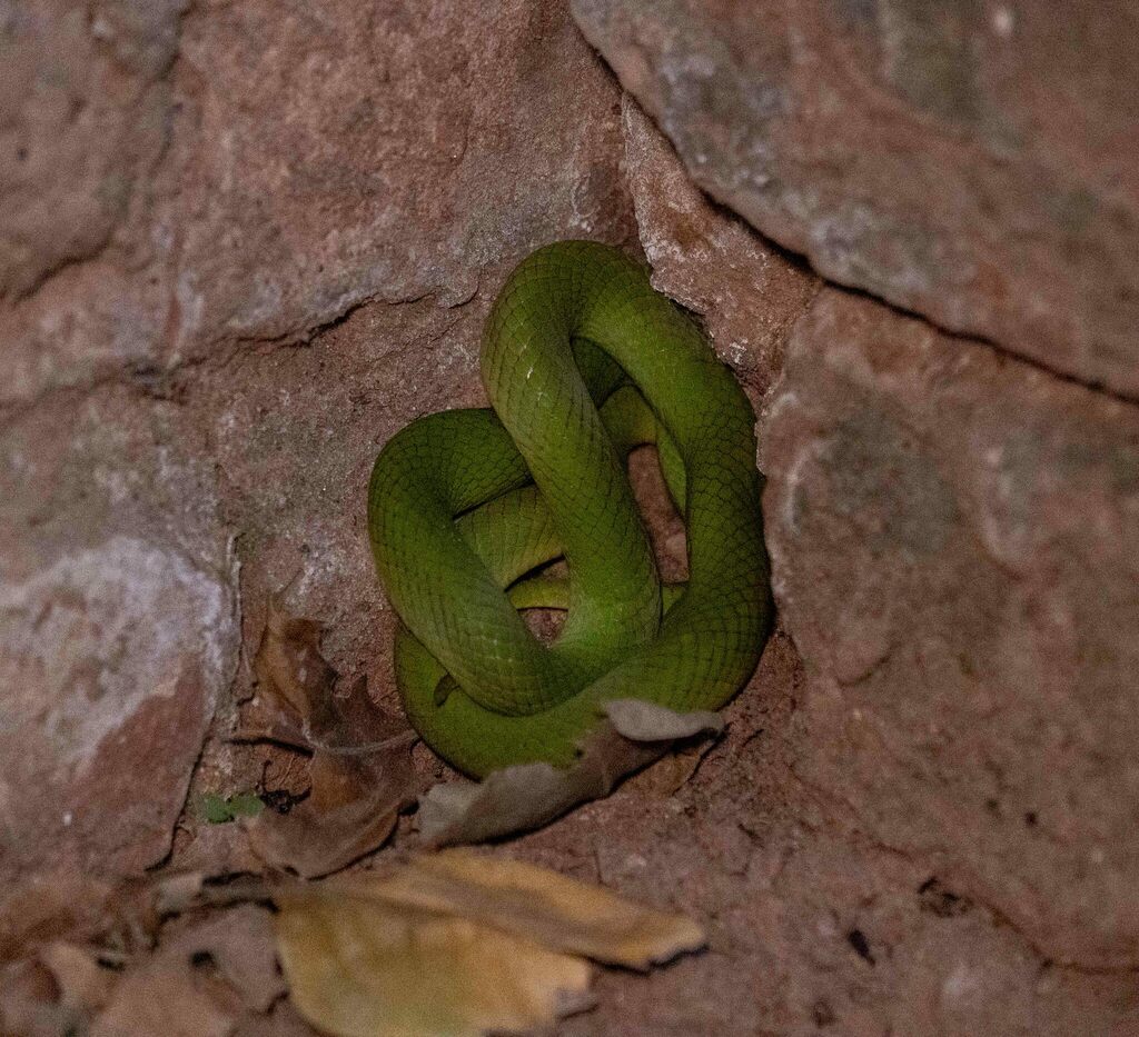 Brazilian Green Racer from Villa 1º de Mayo, Santa Cruz de la Sierra ...