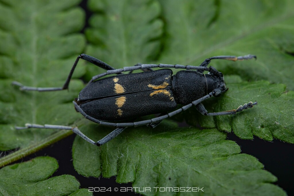 Prothema signata in April 2024 by Artur Tomaszek · iNaturalist