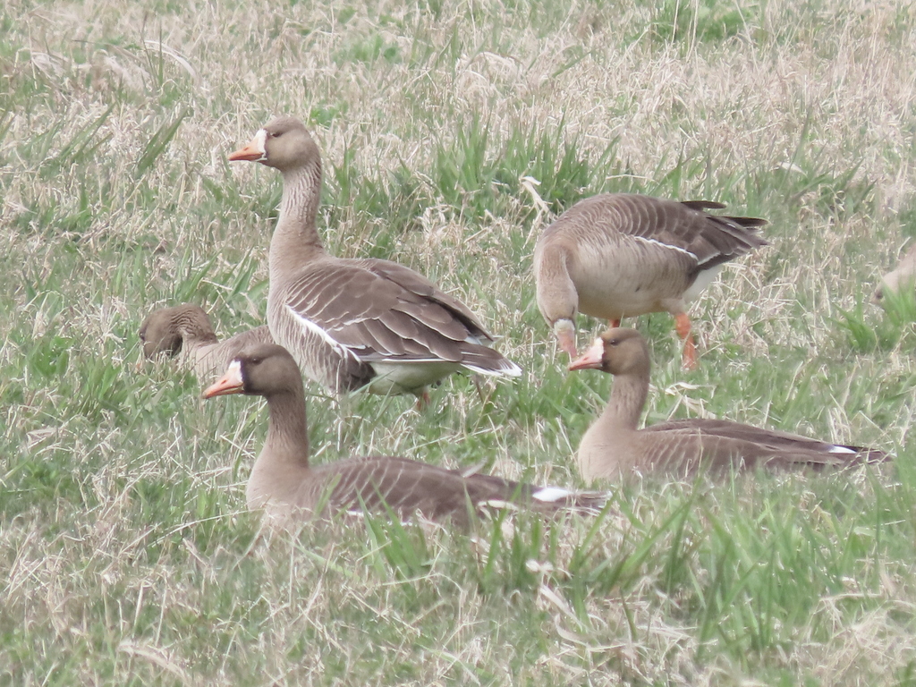 Greater White-fronted Goose from Terrace, BC V8G 0G2, Canada on April ...