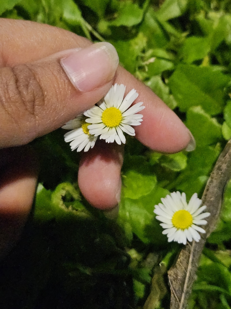 Lawn daisy from South Whittier, CA, USA on April 30, 2024 at 08:00 PM ...