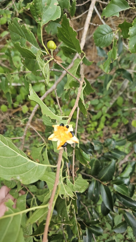 Turraea pubescens from Good Night QLD 4671, Australia on May 1, 2024 at ...