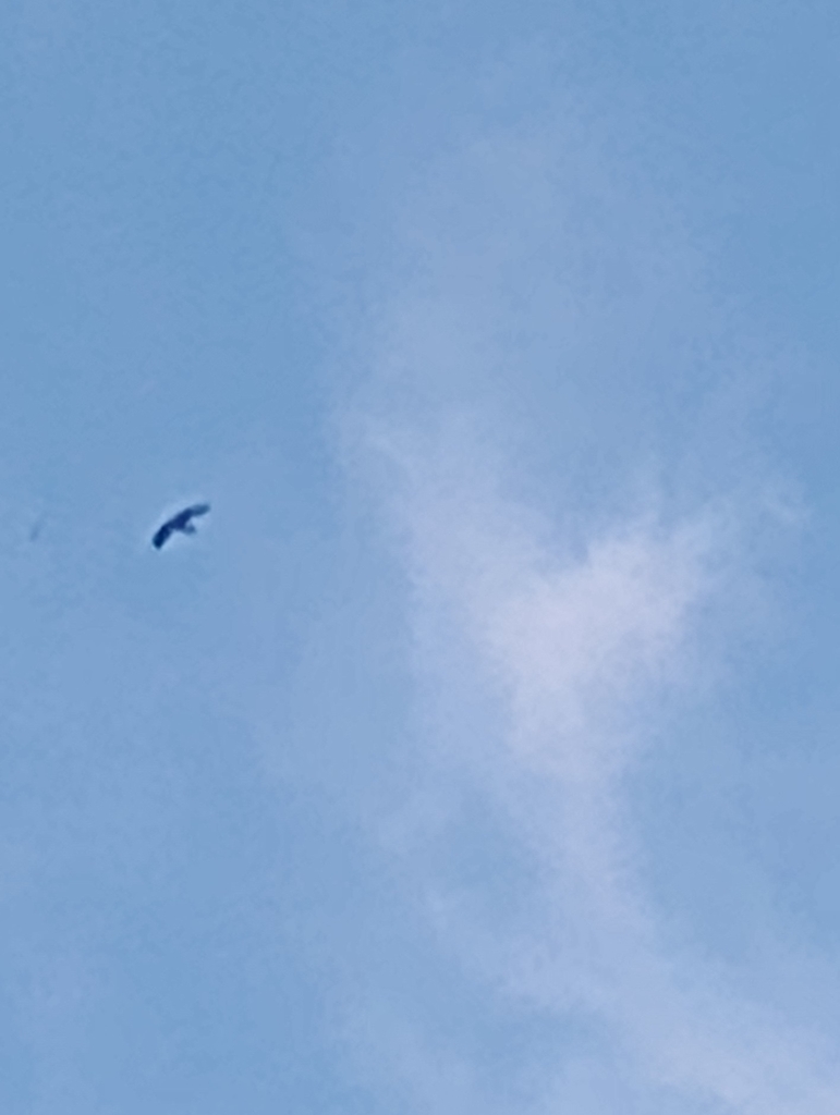 Chimney Swift from St. Petersburg, FL 33711, USA on April 30, 2024 at ...