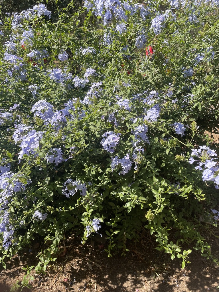 embeleso desde 16 de Septiembre, Texcoco de Mora, Edo. Méx., MX el 29 ...