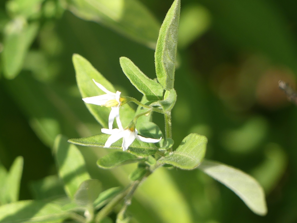 tall nightshade from Bermagui NSW 2546, Australia on April 28, 2024 at ...