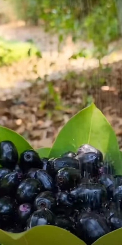 Java plum from Welkkin Heights, Old Patigadda, Prakash Nagar, Begumpet ...