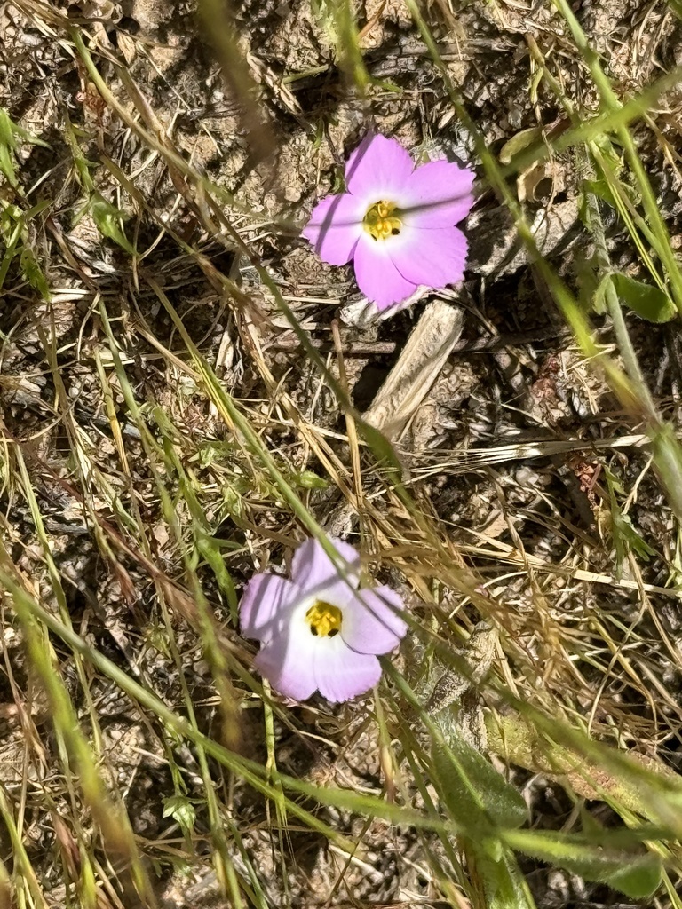 fringed linanthus from The Highlands, Anaheim, CA, US on April 9, 2024 ...
