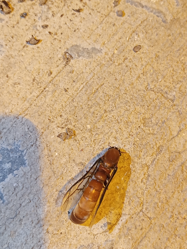 Driver Ants from Katima Mulilo, Namibia on April 28, 2024 at 09:34 PM ...