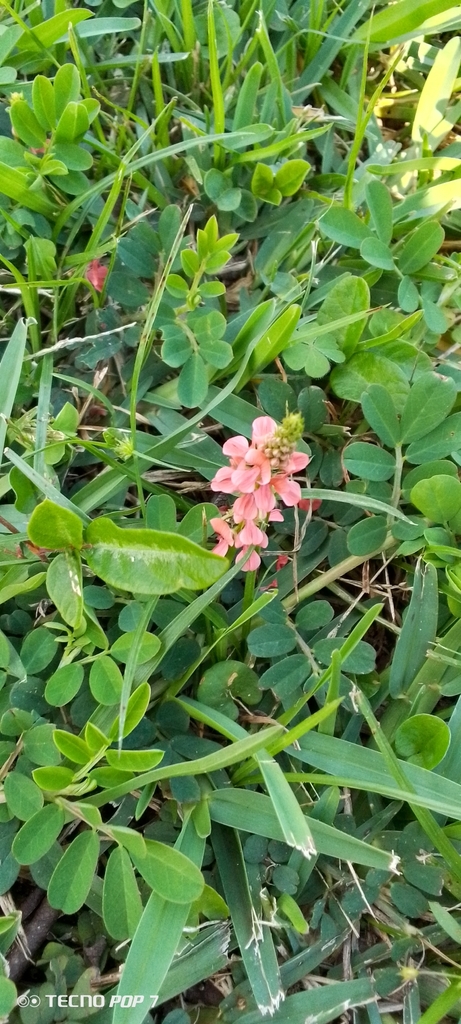 trailing indigo from Wild Waves Water Park @ Wild Coast Sun on April 29 ...