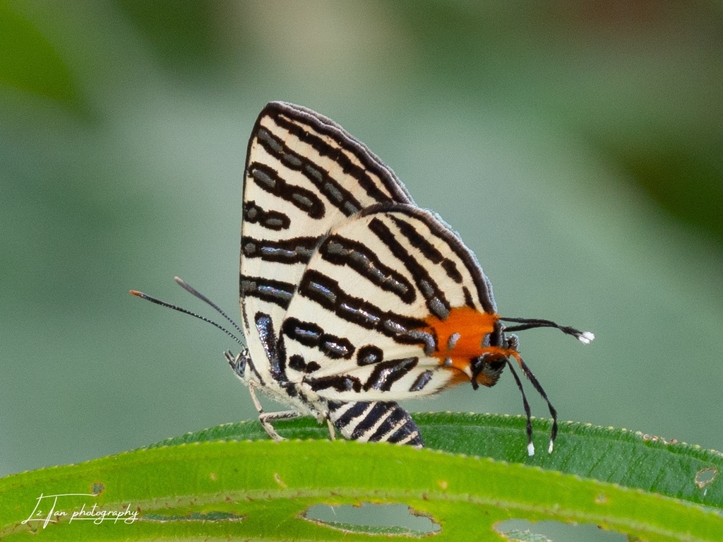 Club Silverline from Taman Cheras Awana, 43200 Cheras, Selangor ...