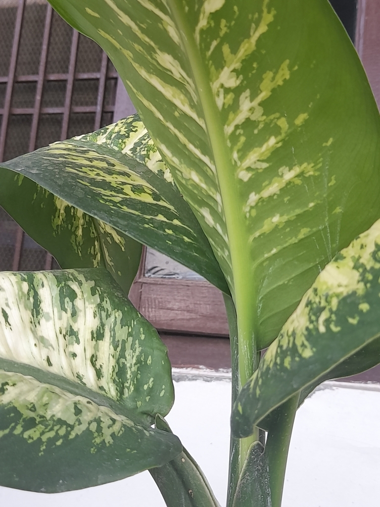 dumb canes from WRX8+9Q6, Uttarakhand 262311, India on April 30, 2024 ...