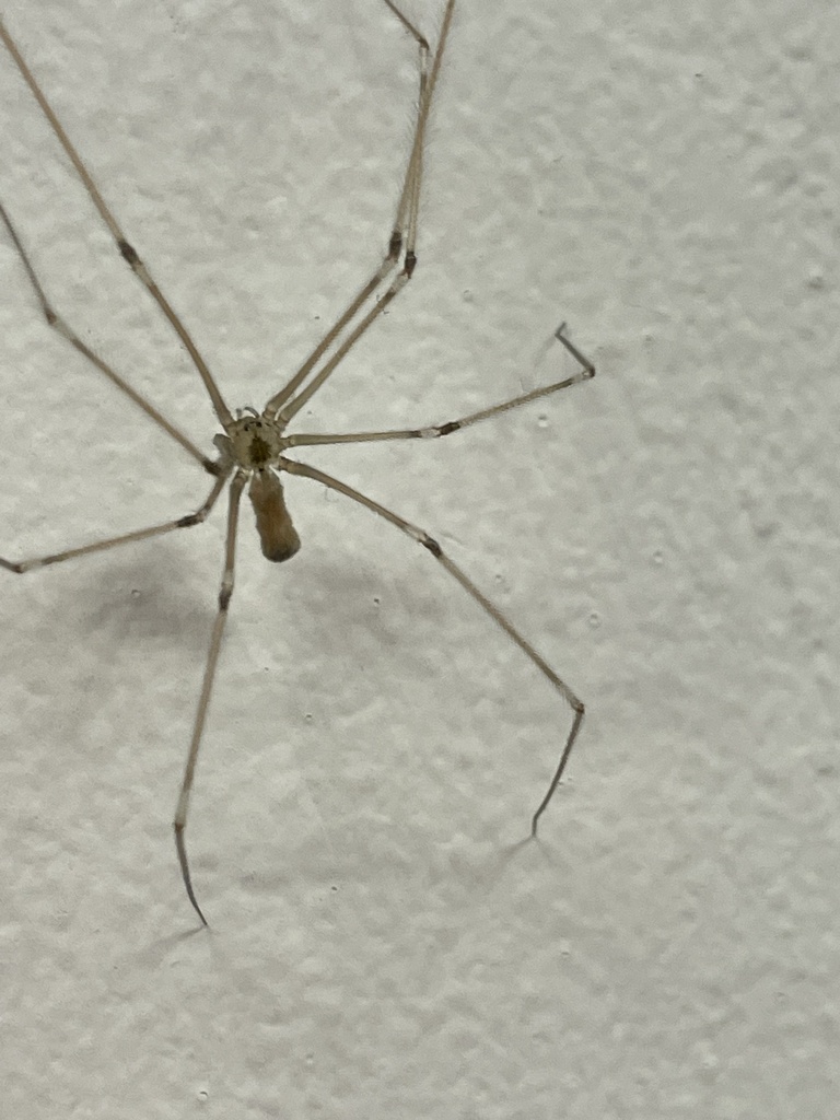 Long-bodied Cellar Spider from Nunnery Pl, Thetford, England, GB on May ...