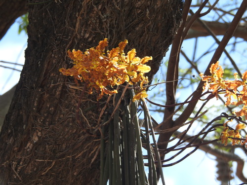 Trichocentrum stacyi · iNaturalist