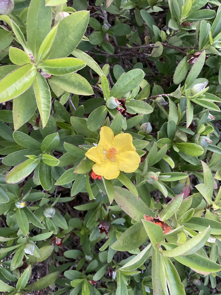 Climbing Guinea flower from Castle St, Castle Hill, NSW, AU on May 1 ...