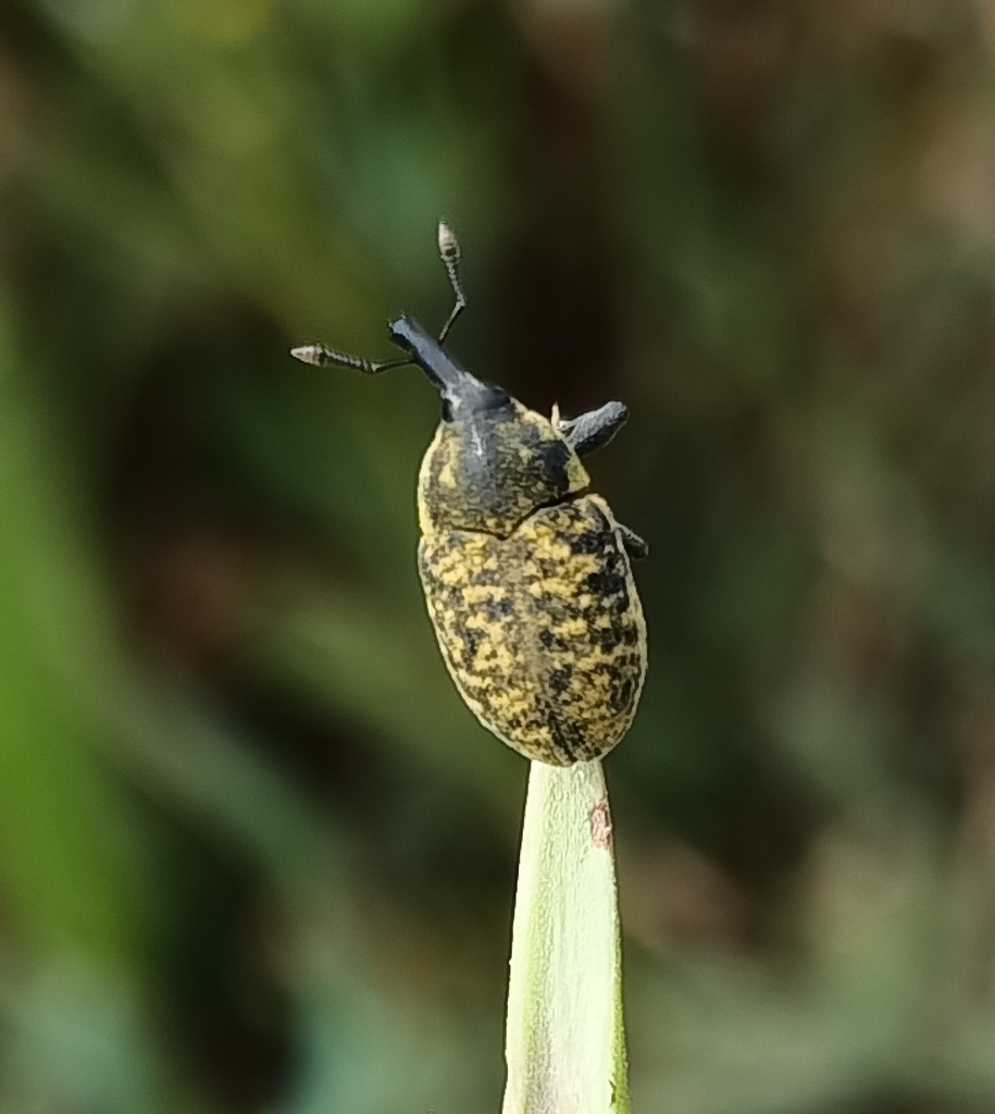 Larinus in May 2024 by Haroun Nemouchi · iNaturalist