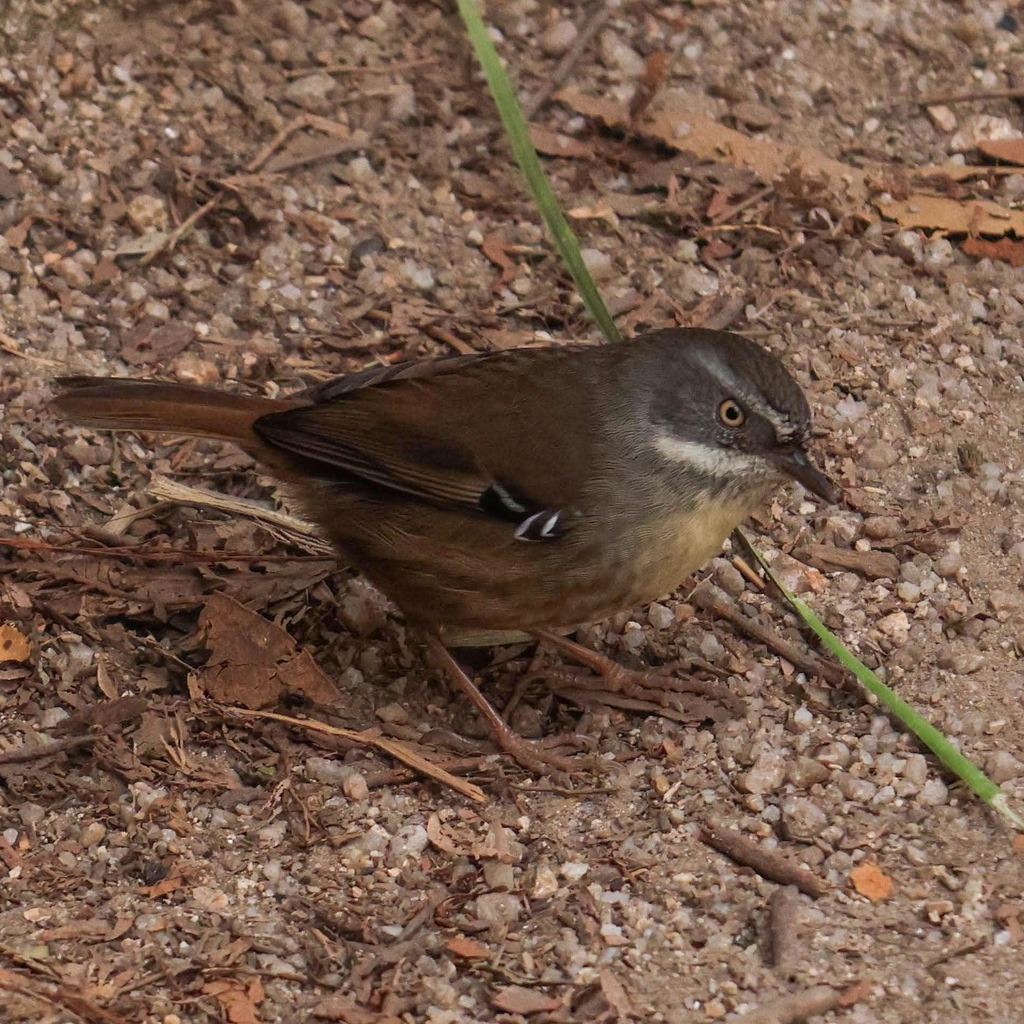 White-browed Scrubwren from Mount Buffalo VIC 3740, Australia on April ...