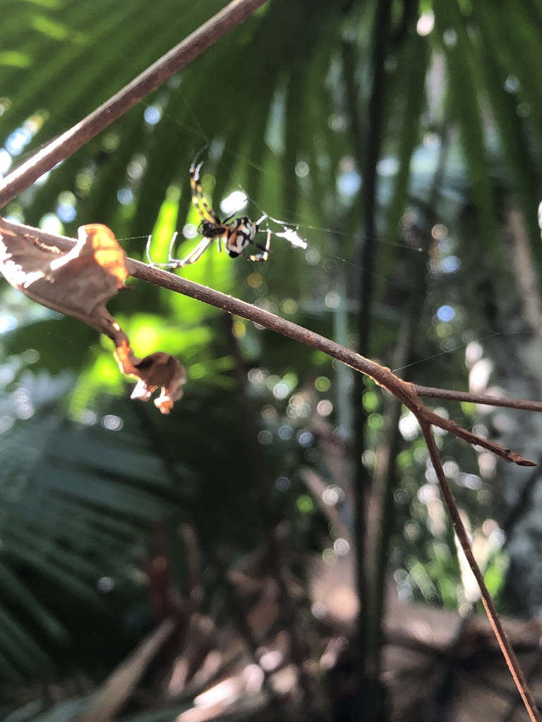 Orange-and-black Pear Spider from Mindanao, Tagum City, Davao Del Norte ...