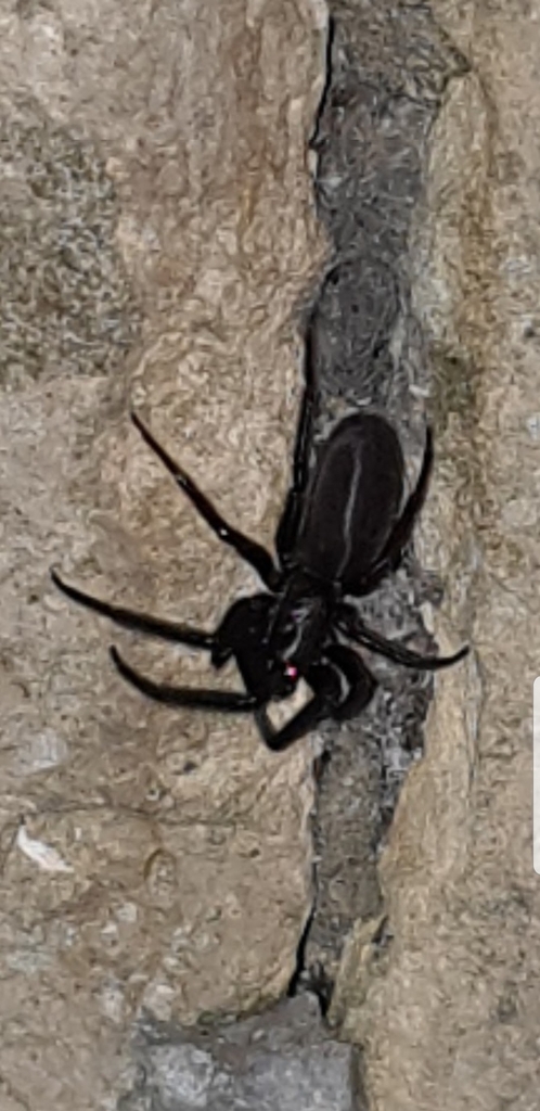 Tube-dwelling Spider from Old Portsmouth, Portsmouth, UK by Phillip ...