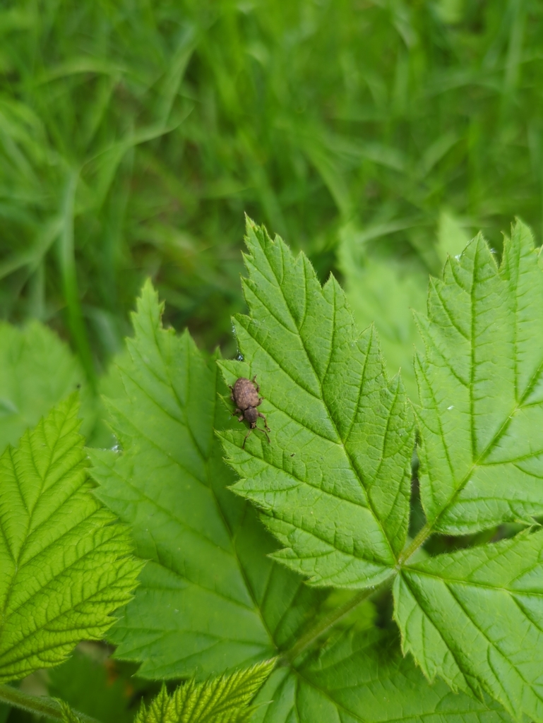 Clay-coloured Weevil from Durham, UK on May 1, 2024 at 03:02 PM by ...