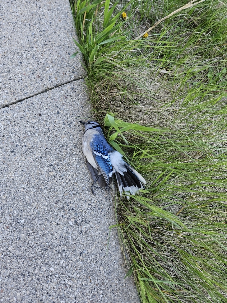 Blue Jay from Dane County, US-WI, US on May 1, 2024 by Anita Temple ...