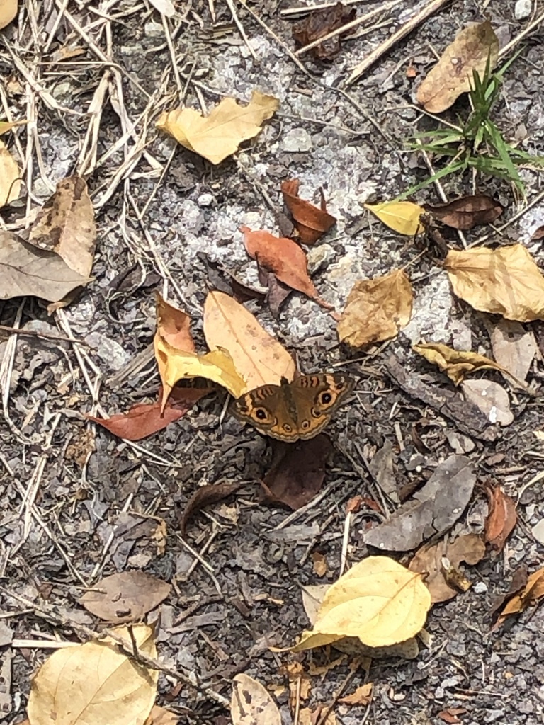 West Indian Mangrove Buckeye from Everglades National Park, FL, US on ...