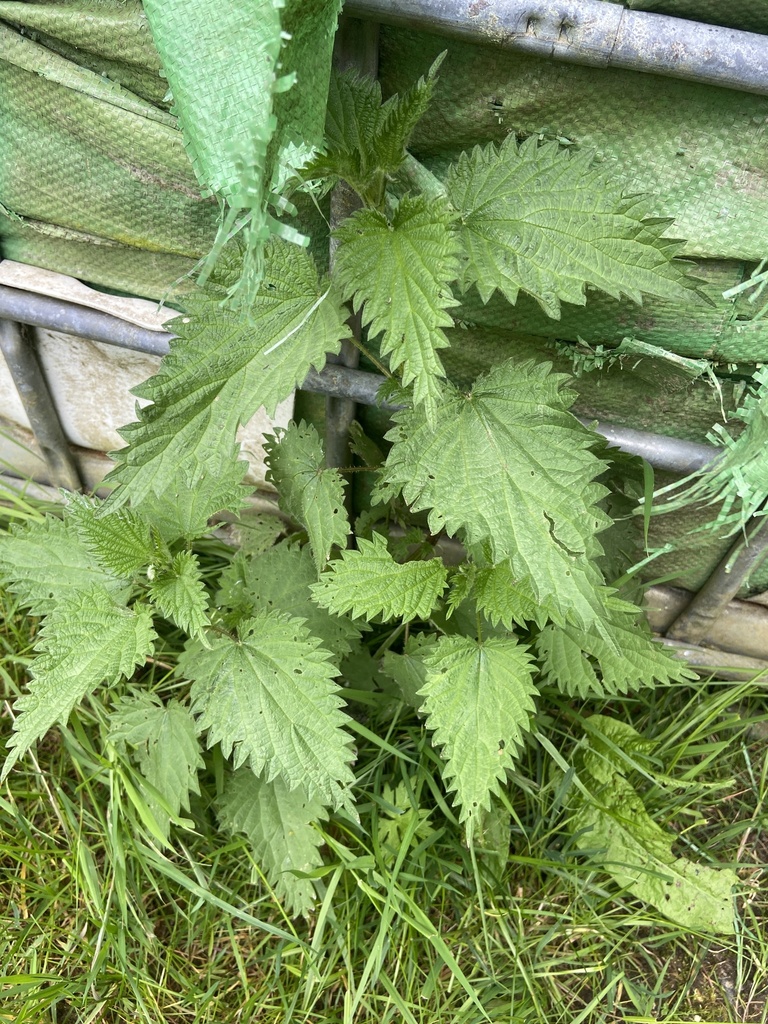 great stinging nettle from Southoe and Midloe, Huntingdonshire, England ...