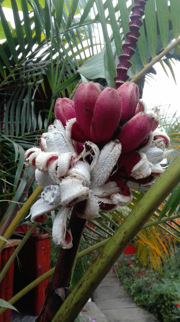 Pink Banana from Avenida Quito 66, Ecuador on April 29, 2019 at 06:09 ...