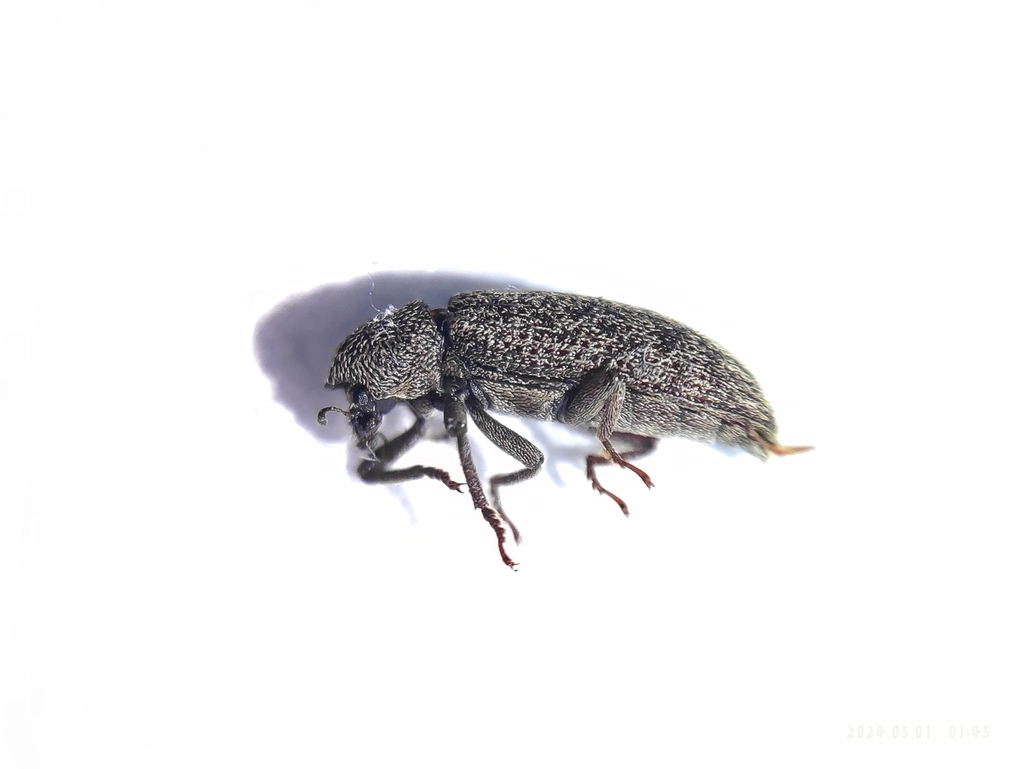 Stenochinus apiciconcavus in May 2024 by 九天 · iNaturalist