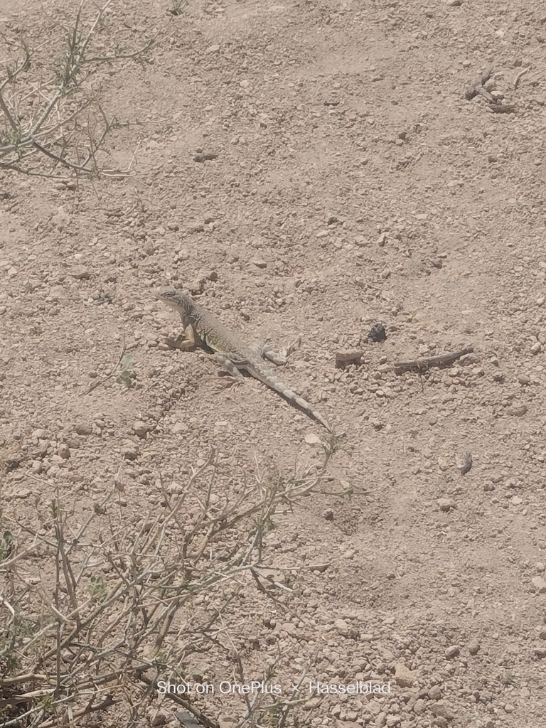 Lizards from Mono County, US-CA, US on April 30, 2024 at 01:00 PM by ...