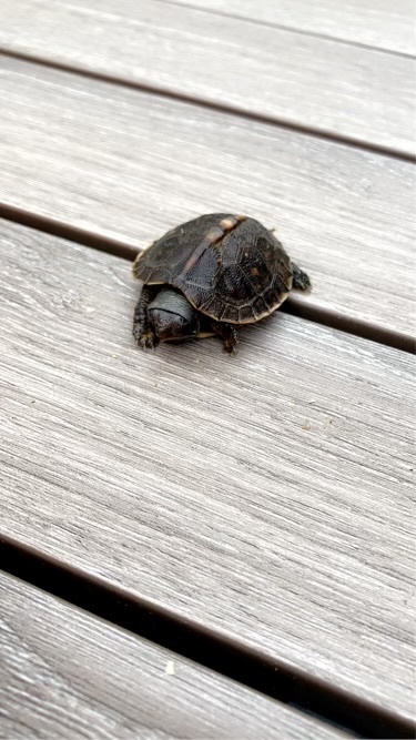 Eastern Box Turtle in April 2024 by Addyson McIntosh. Baby!!! · iNaturalist