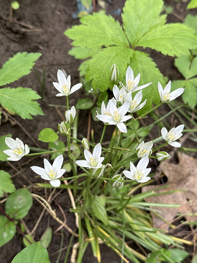 star-of-Bethlehem from Sapling Grove Park, Overland Park, KS, US on May ...