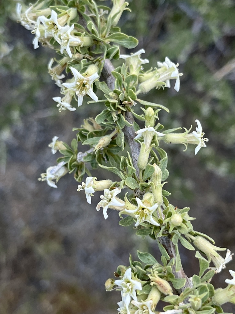 Peach Thorn from Joshua Tree National Park, Desert Hot Springs, CA, US ...