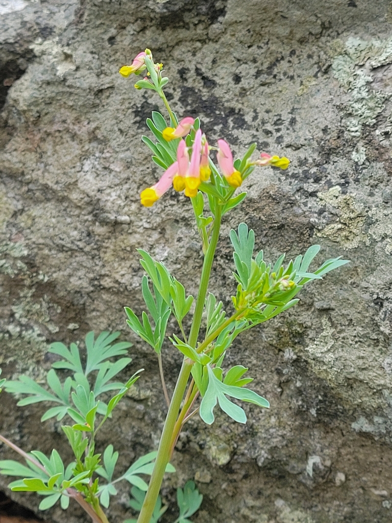 rock harlequin from Gardiner, NY, USA on May 1, 2024 at 01:26 PM by ...
