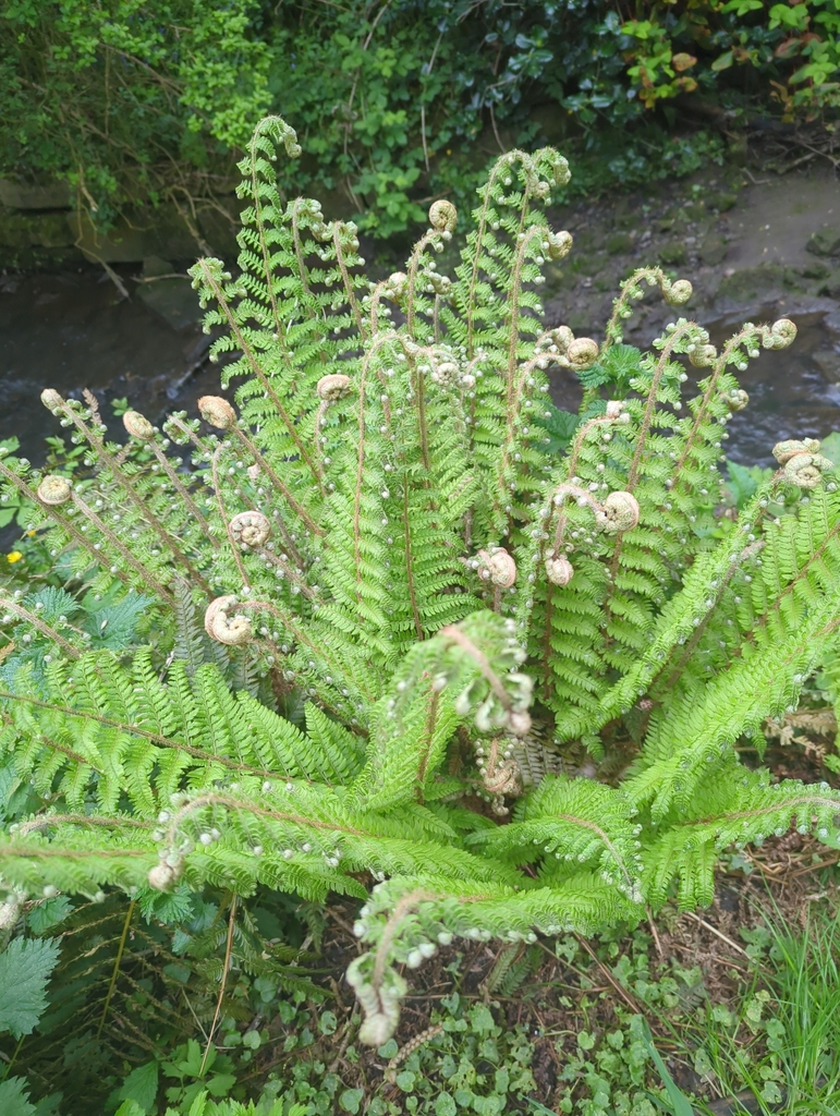 soft shield fern from Manchester M18, UK on May 1, 2024 at 06:31 PM by ...