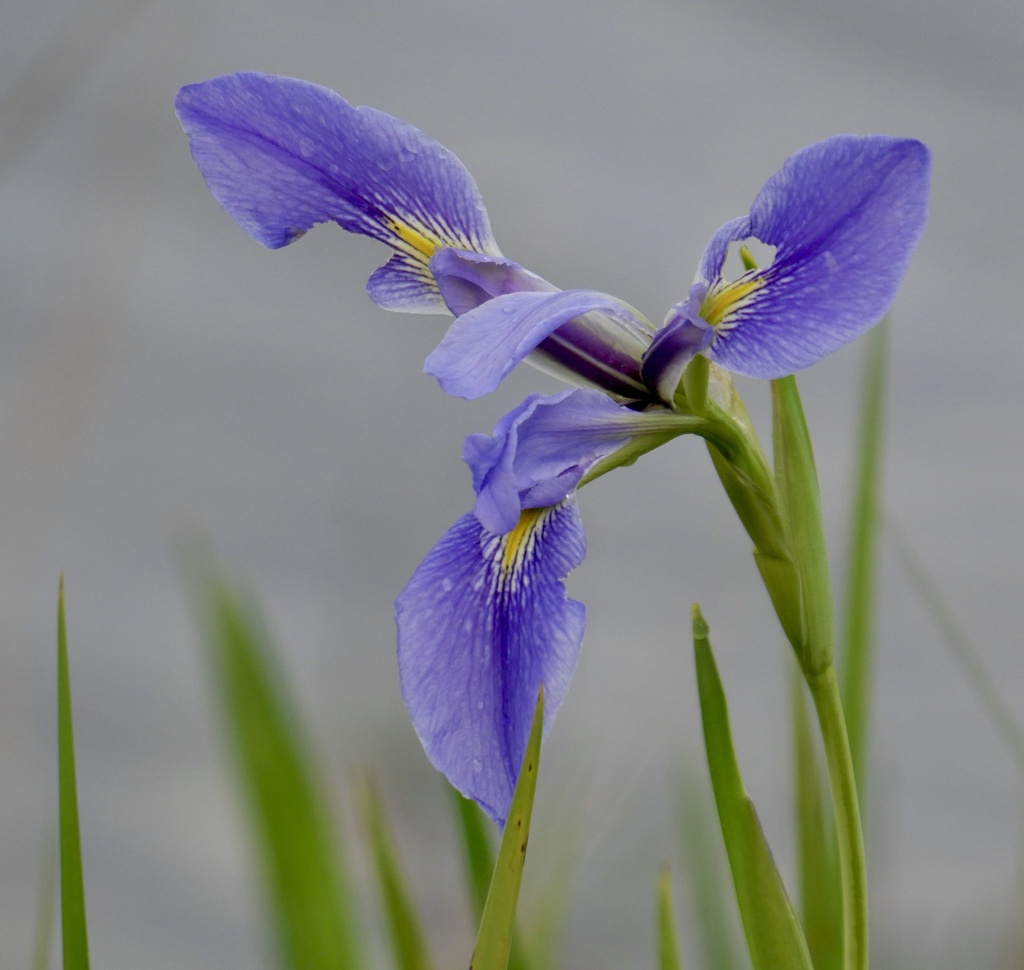 Prairie Iris from Orlando Wetlands Park Trail, Christmas, FL, US on ...