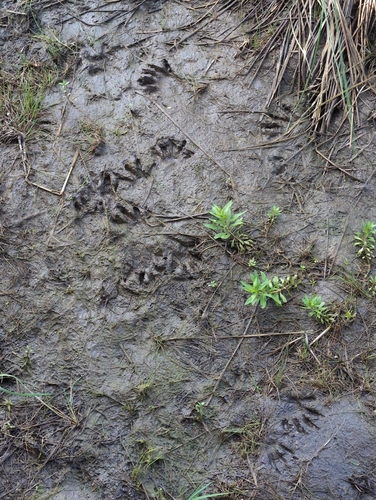 Raccoon Tracks – NatureTracking