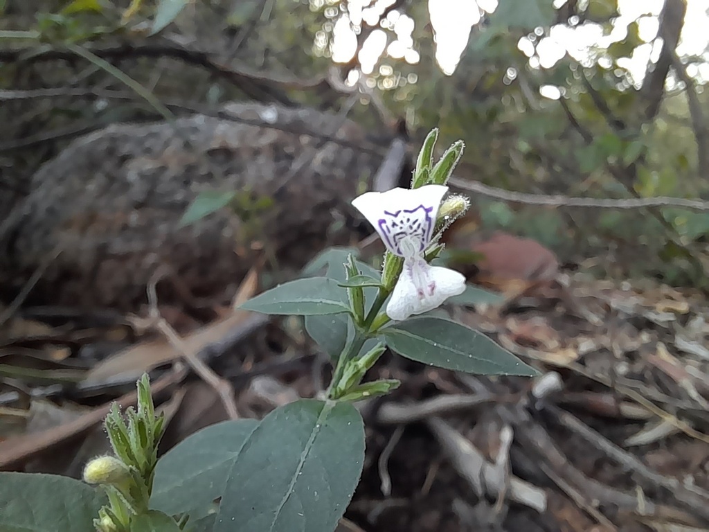 White Ribbon Flower from Pilanesberg National Park, Mogwase, North West ...