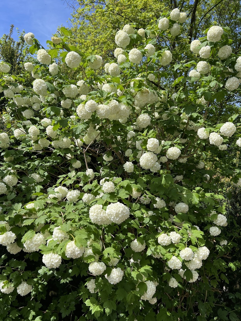 guelder-rose from Jana Přibíka, Prague 9, Prague, CZ on April 29, 2024 ...