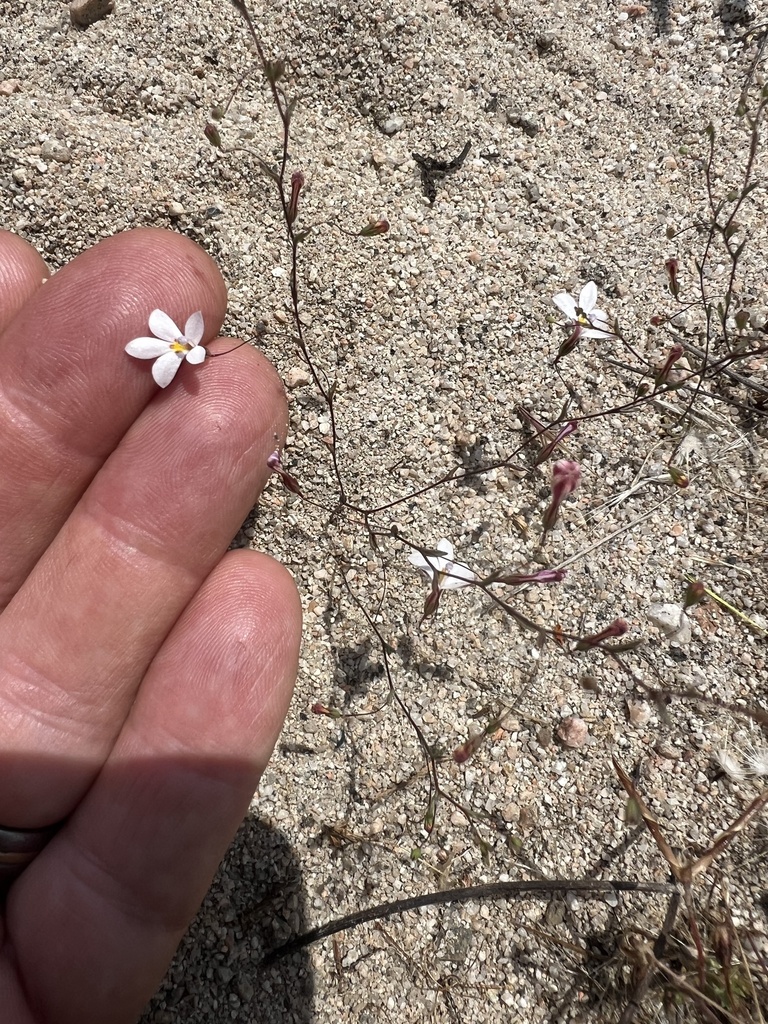 Nemacladus richardsiae from Highland, CA, US on May 1, 2024 at 11:53 AM ...