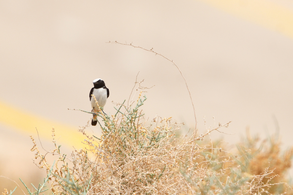 Mourning Wheatear from Be'er Sheva, Israel on April 26, 2024 at 12:45 ...